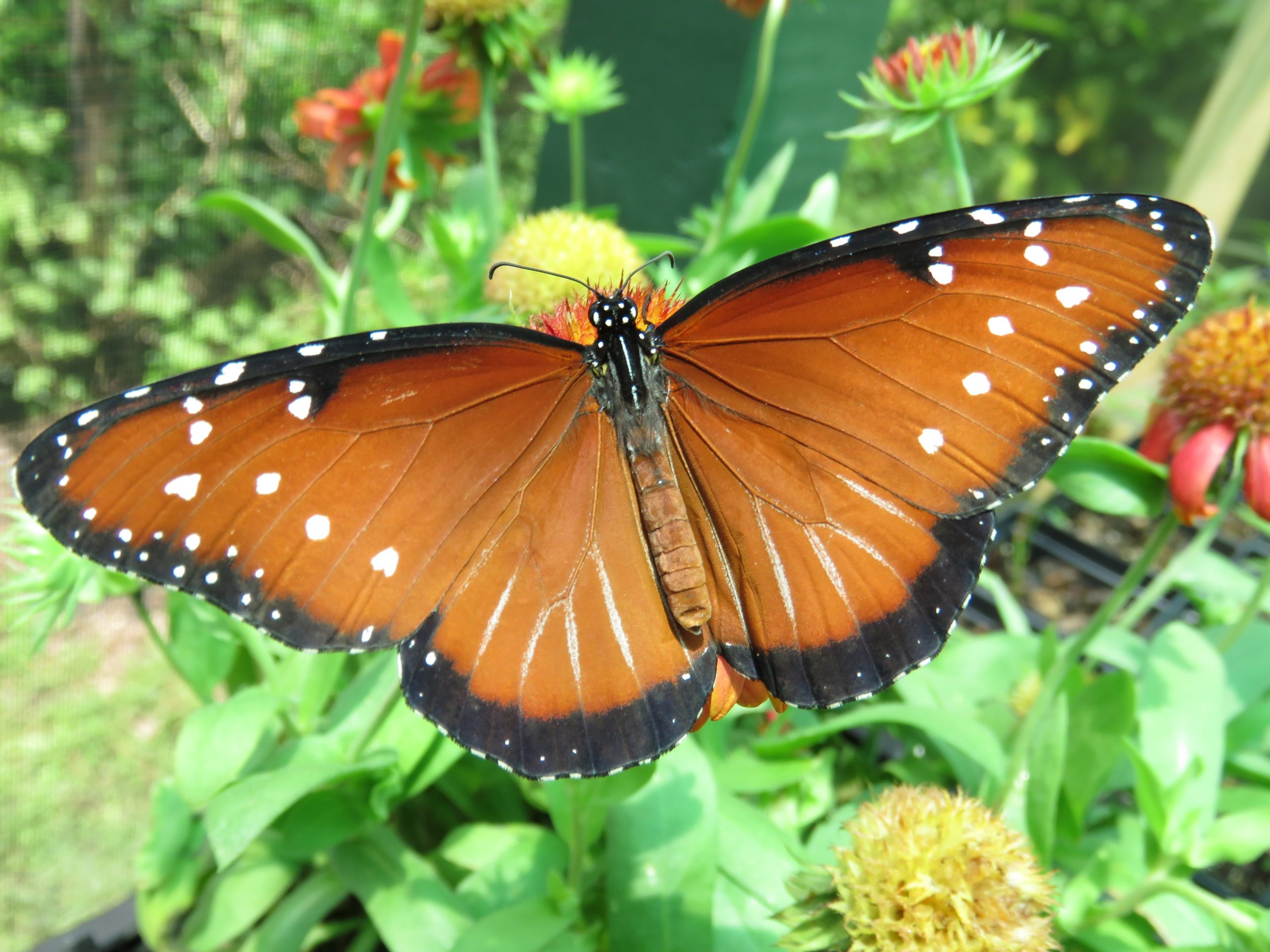JUNE Plant List - NOLA BugLady